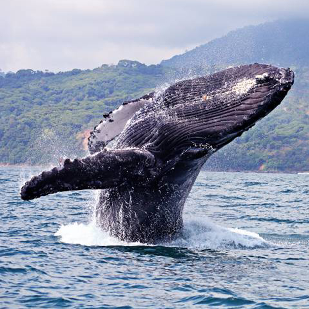 Croisière baleines - Bas-Saint-Laurent | Tourisme Bas-Saint-Laurent