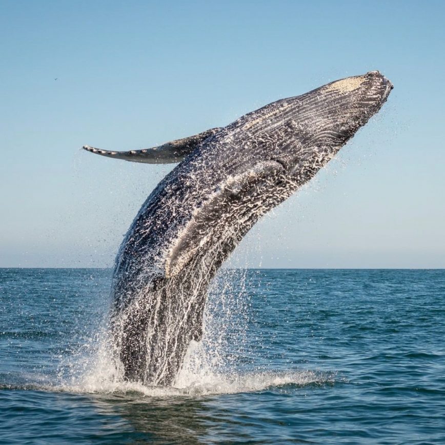 Rimouski - Map of things to do | Bas-Saint-Laurent Tourism