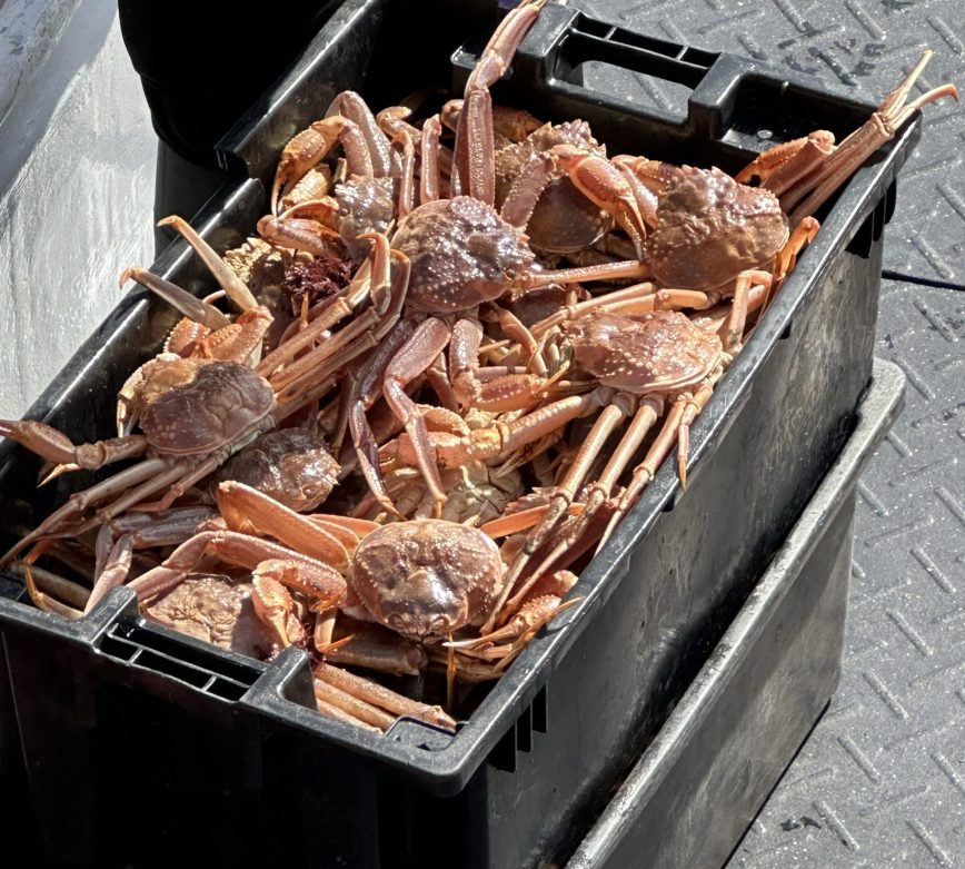 Le crabe des neiges, ce mal-aimé devenu célébrité ! - Tourisme Bas ...