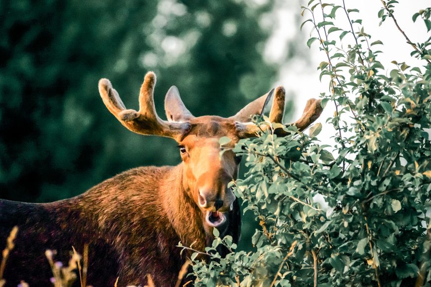 Terfa - Réserve faunique Duchénier - Tourisme Bas-Saint-Laurent