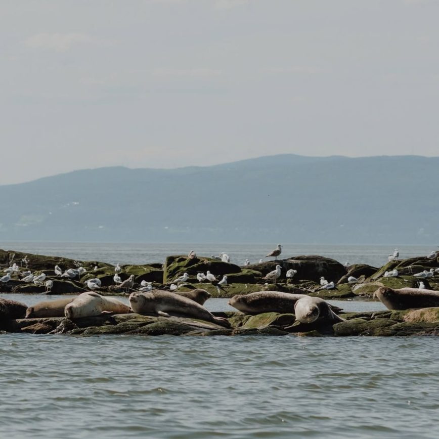 Rimouski - Map of things to do | Bas-Saint-Laurent Tourism